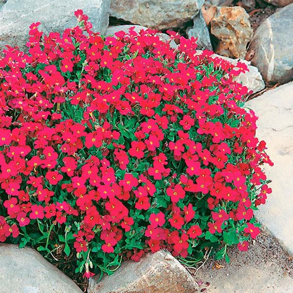 Aubrieta - Cascade Red